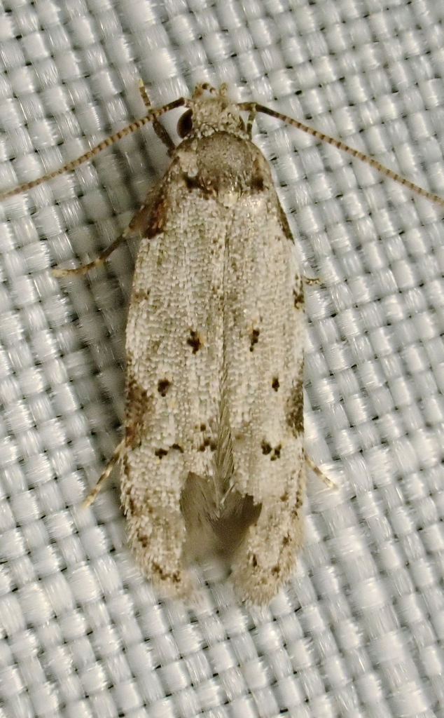 Triangle-marked Twirler Moth from Chesterfield County, VA, USA on July ...