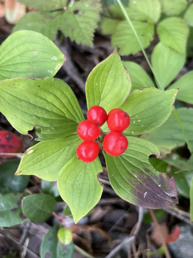 Canadian bunchberry from Dogtooth Lake, Kenora, Unorganized, ON, CA on ...