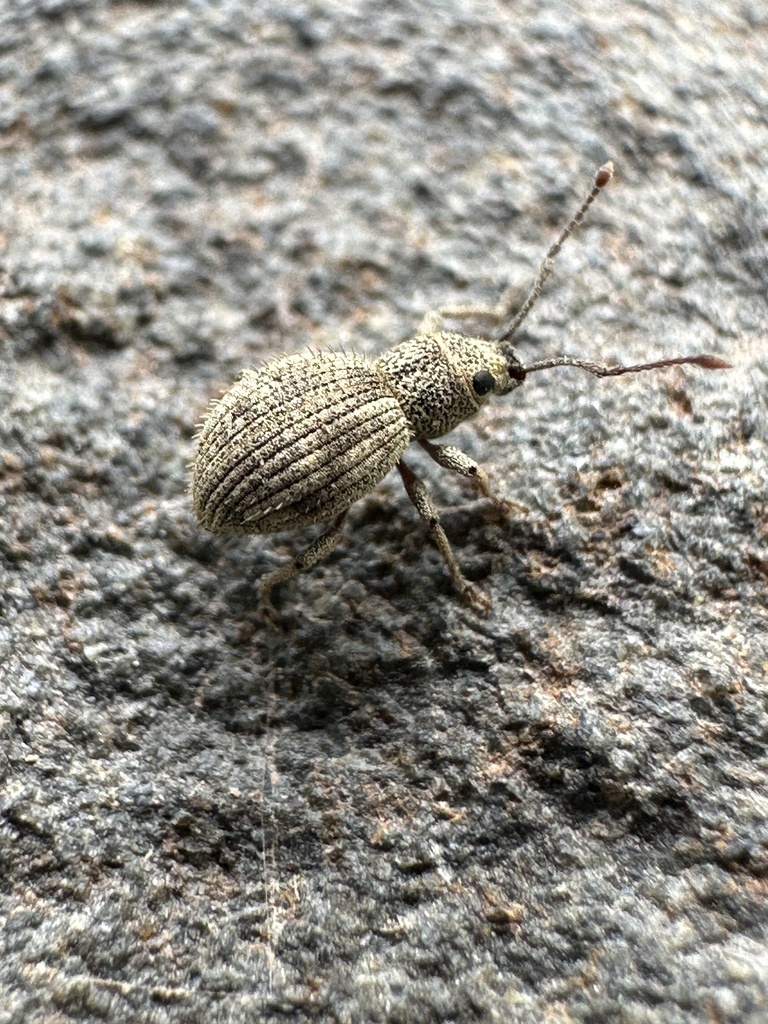 Imported Long-horned Weevil from Catskill Park, Woodstock, NY, US on ...