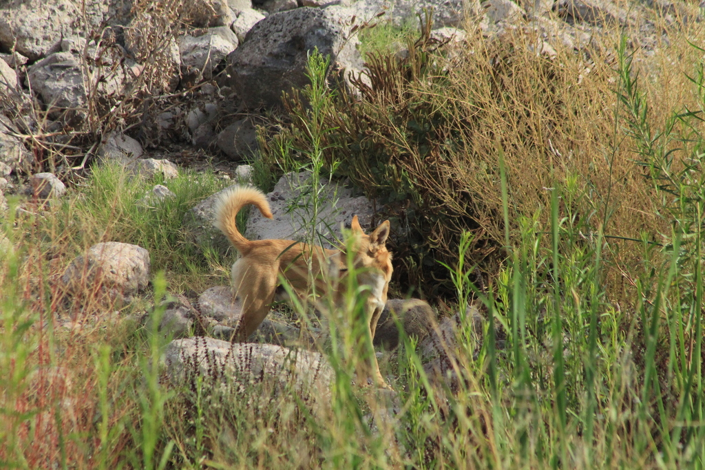 Domestic Dog from Meoqui, Chih., México on July 21, 2023 at 08:47 AM by ...