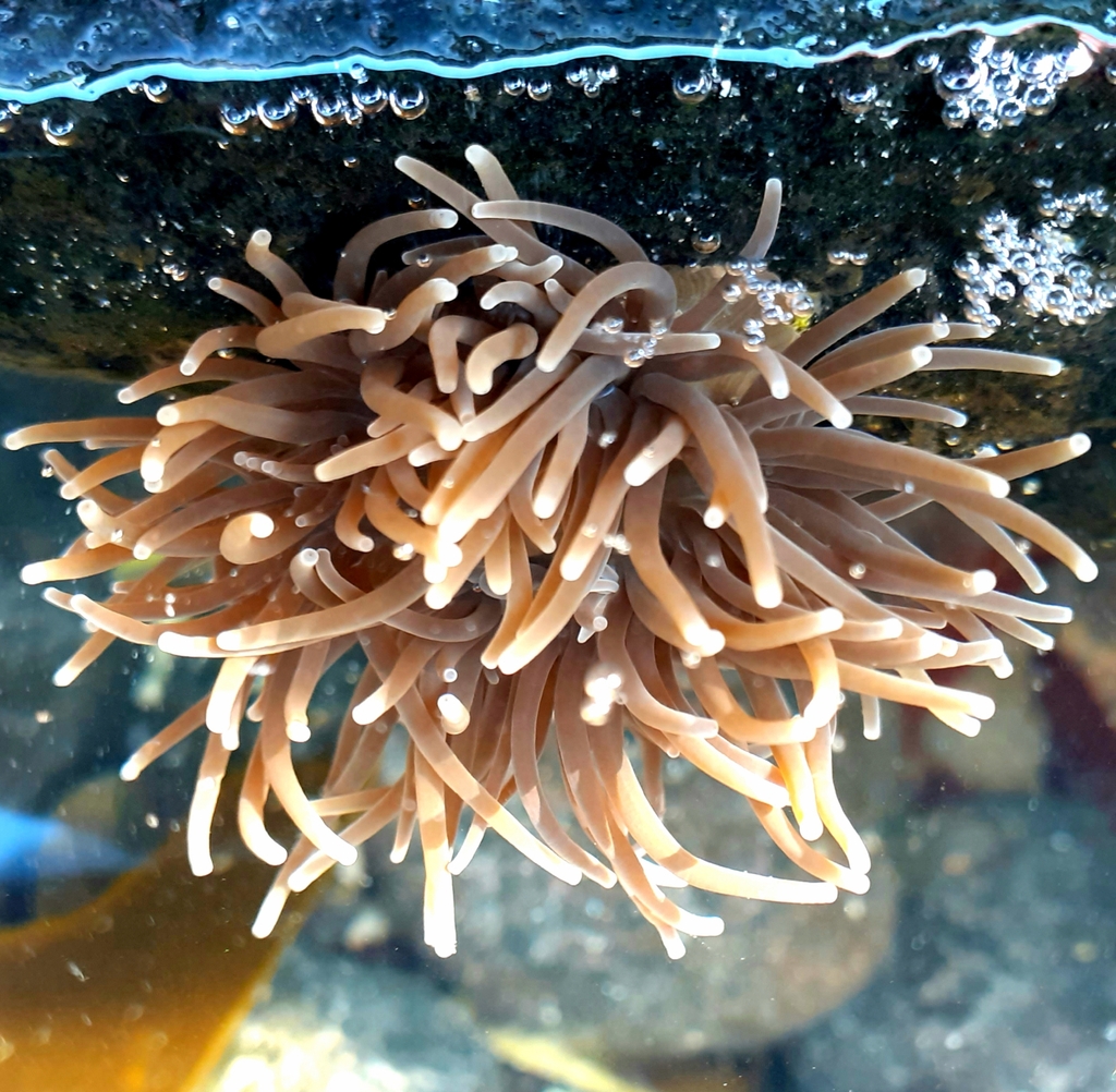 snakelocks anemone from Portstewart, UK on May 21, 2023 at 06:16 PM by ...