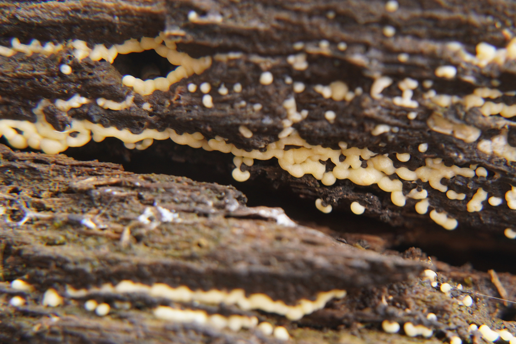 slime molds from Mitte, Leipzig, Germany on April 20, 2023 at 11:57 AM ...