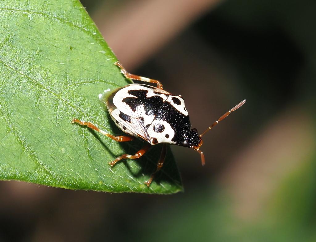 Anchor Stink Bug from 9850 Clarks Crossing Rd, Vienna, VA 22182 on July ...