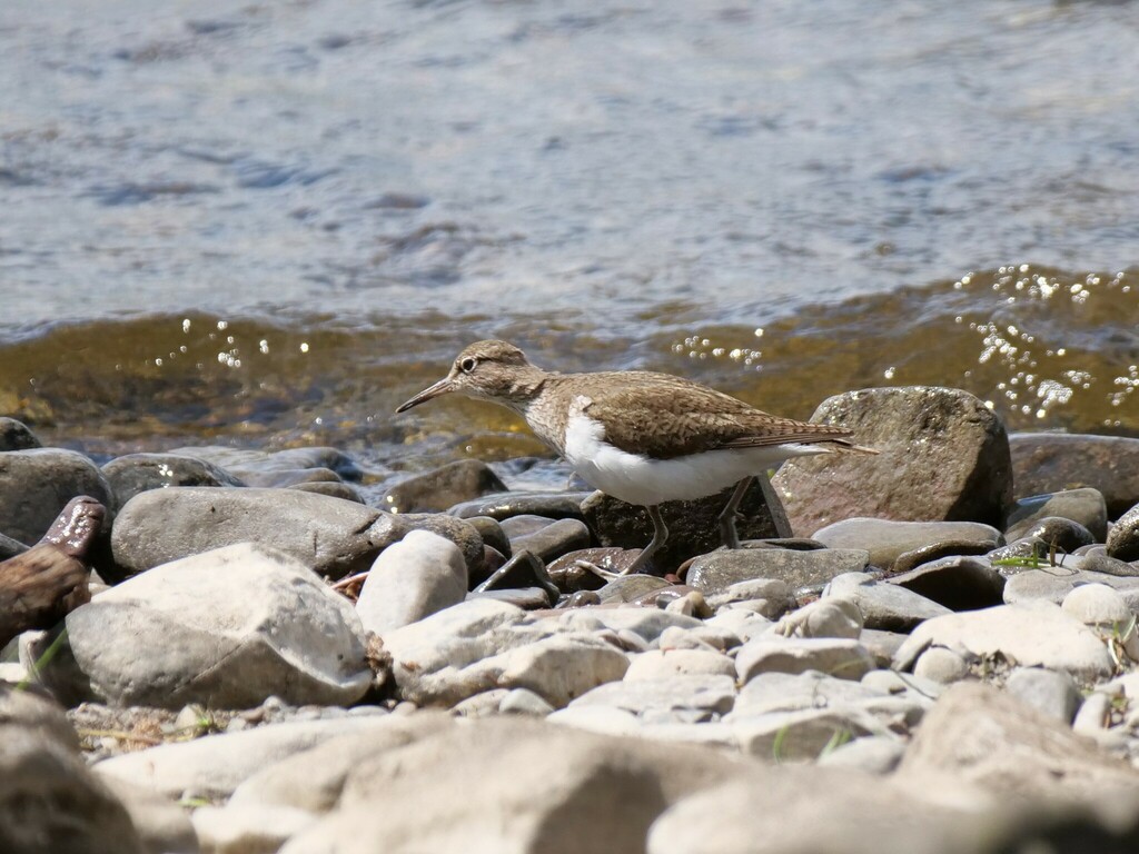 Common Sandpiper from Scottish Borders, UK on July 1, 2023 at 02:30 PM ...