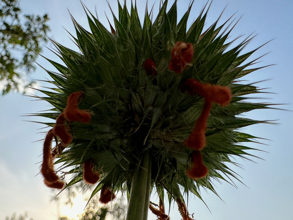 lion's ear from Masoro, Kigali, Rwanda on February 19, 2023 at 04:41 PM ...
