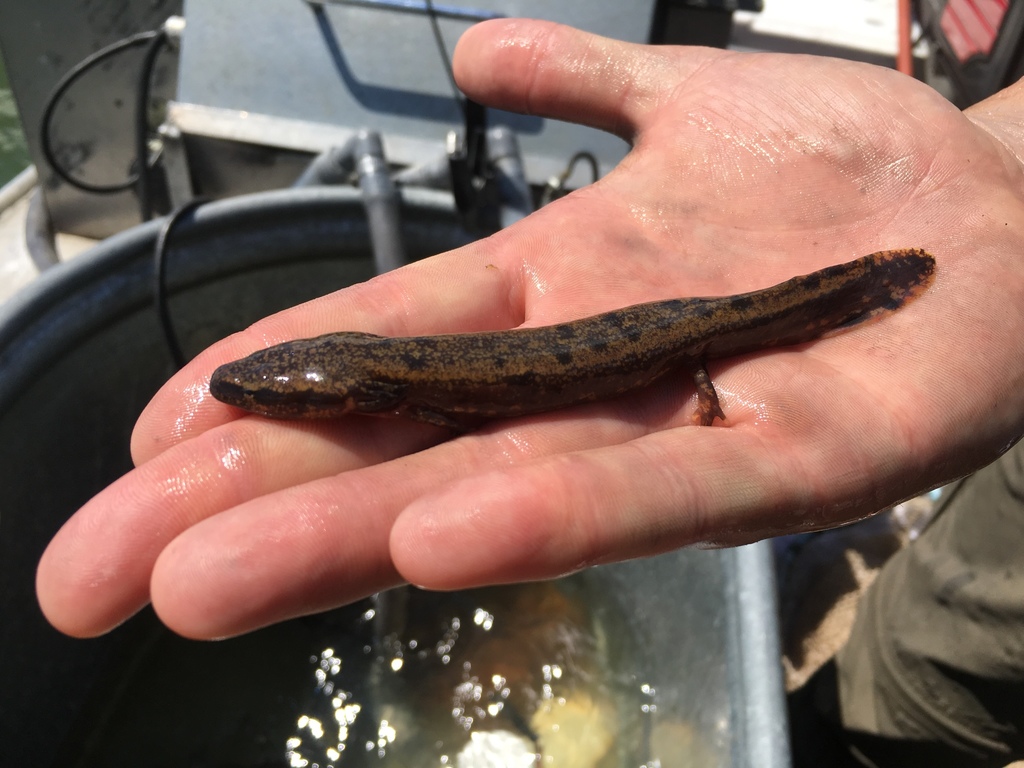 Common Mudpuppy in July 2016 by Daniel Walchak · iNaturalist