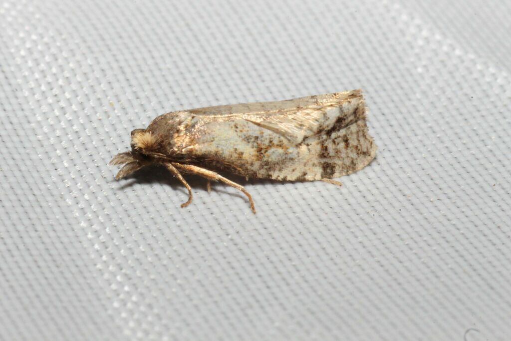 Modest Phtheochroa Moth from West Pennant, NS, Canada on July 20, 2023 ...