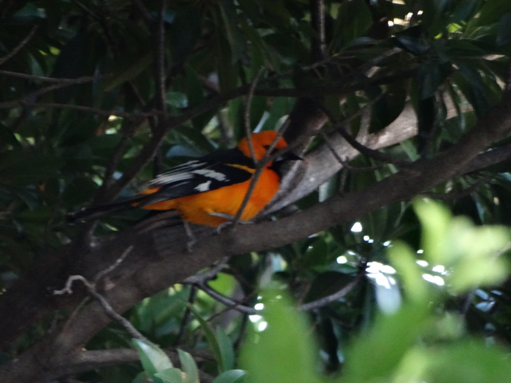 Altamira Oriole from San Pedro Comitancillo Oaxaca on January 25, 2016 ...