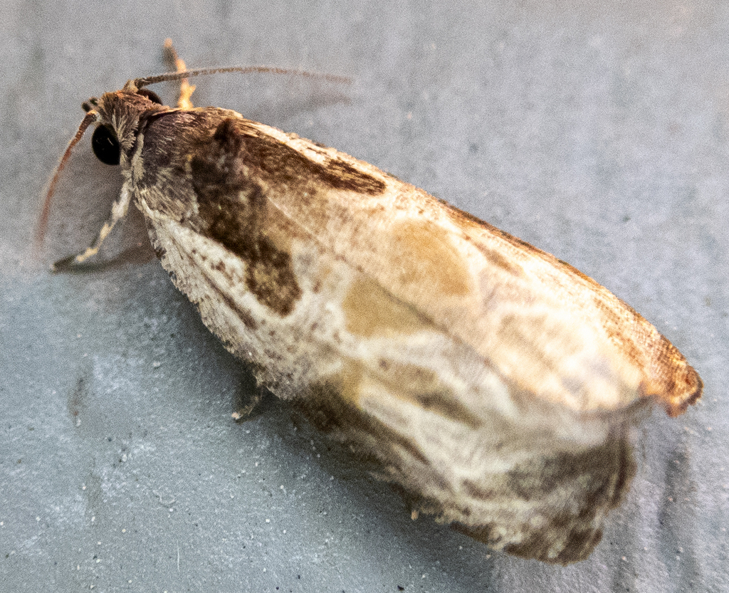 Inornate Olethreutes Moth from Shepard Settlement, Onondaga County, NY ...