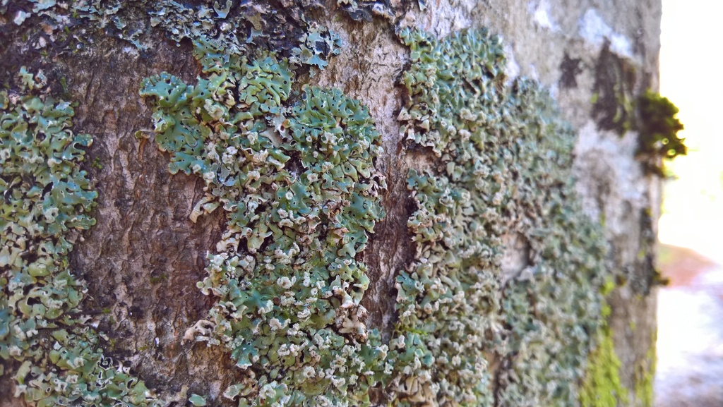 Tree Flute Lichen in October 2022 by Simone Barbaresco. On Abies alba ...