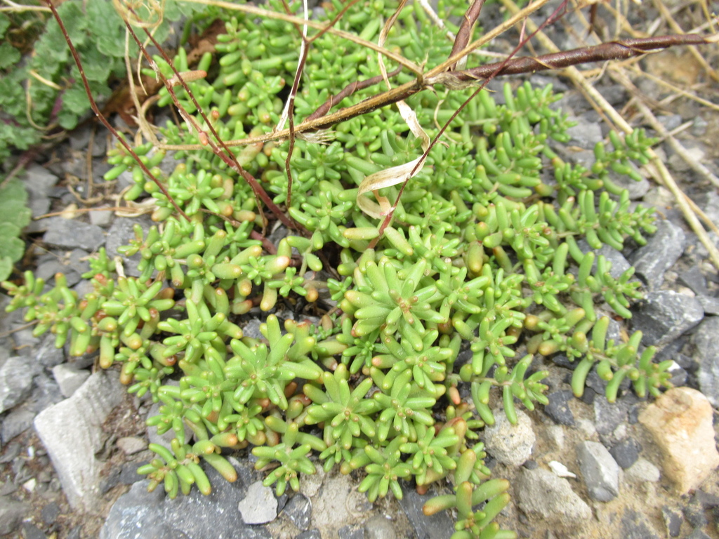 white stonecrop from Harelbeke, België on July 22, 2023 at 05:17 PM by ...