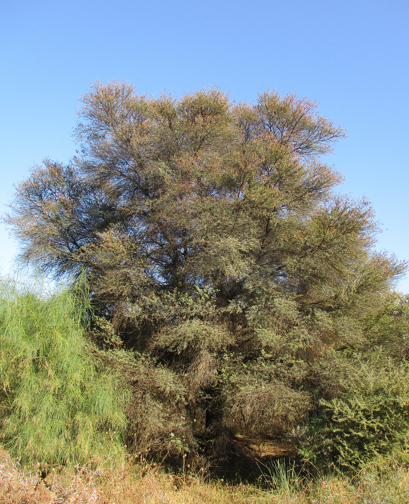 Sweet Thorn (Vachellia karroo) - Botanical Realm