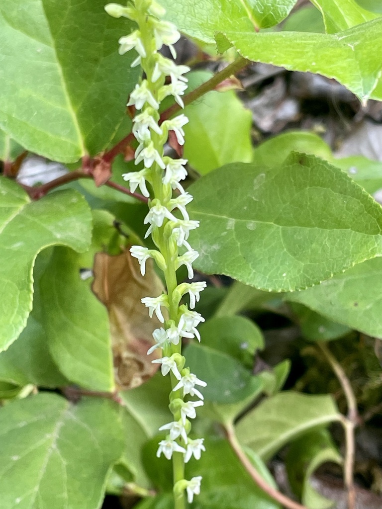Whiteflower Rein Orchid in July 2023 by billkintner · iNaturalist