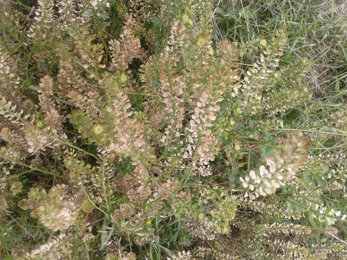 Lepidium chichicara · iNaturalist