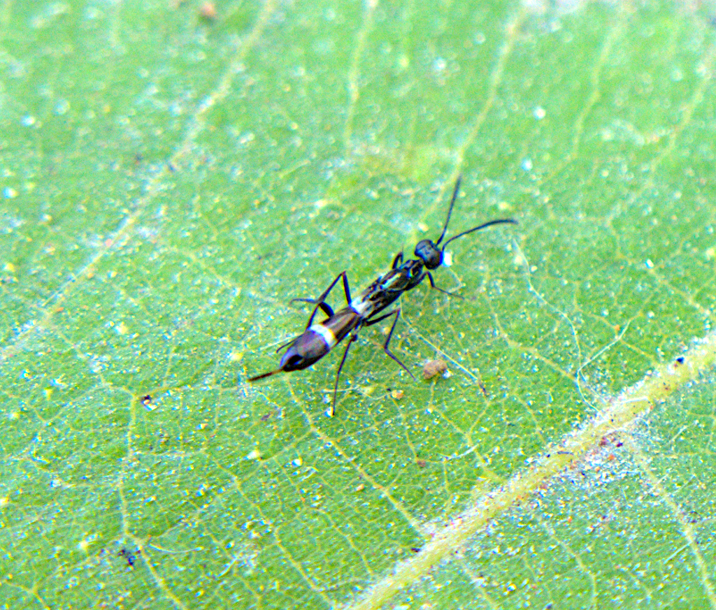 Eupelmidae from Thubarahalli Lake, Brookefield, Bengaluru, Karnataka ...