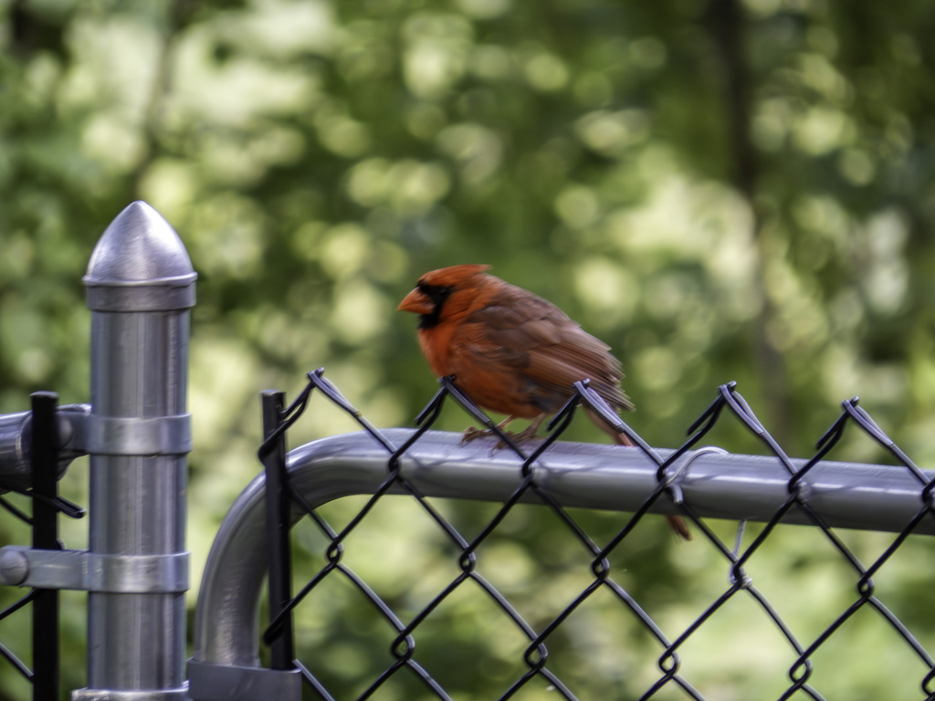 Northern Cardinal from Cambridge, ON, Canada on July 23, 2023 at 06:55 ...