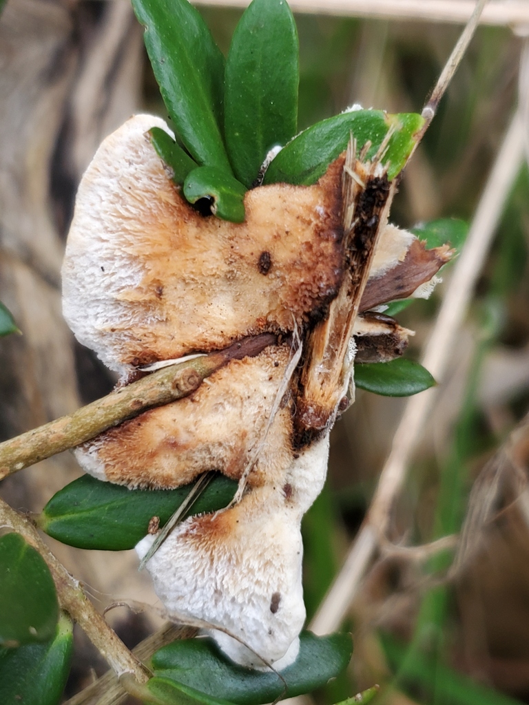 Blue Cheese Polypore from Waite Conservation Reserve, SA 5062 ...