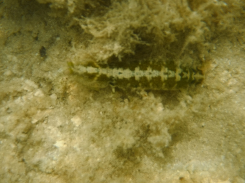 Common Mantis Shrimp from Layton, FL 33001, USA on July 19, 2023 at 06: ...