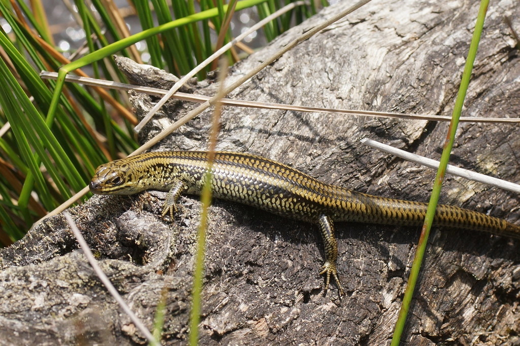 Eastern Mourning Skink in January 2019 by Reiner Richter · iNaturalist