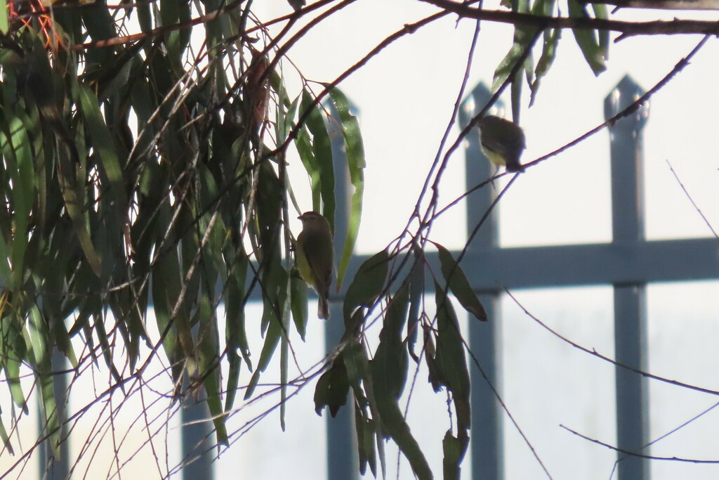 Weebill from Hume Woodland and Wetlands, ACT, Australia on July 23, 2023 at 02:44 PM by deborod ...