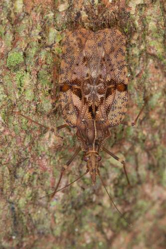 género Nectocader · NaturaLista Colombia