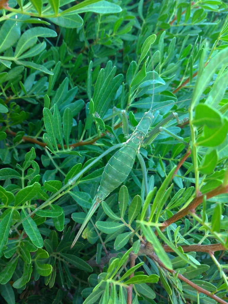 Greek Predatory Bush-cricket from Thinali, Grecia on July 9, 2023 at 04 ...