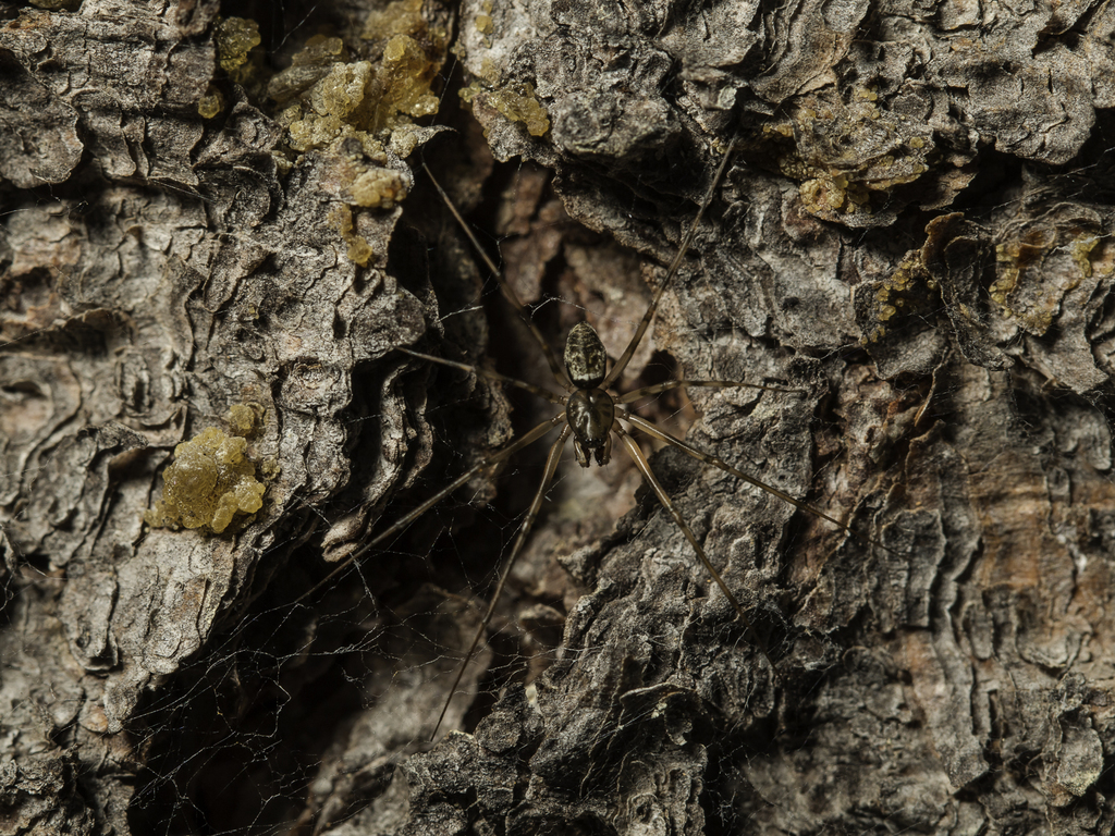 Invisible Spider from Хомутовка, Свердловская обл., Россия, 623103 on ...