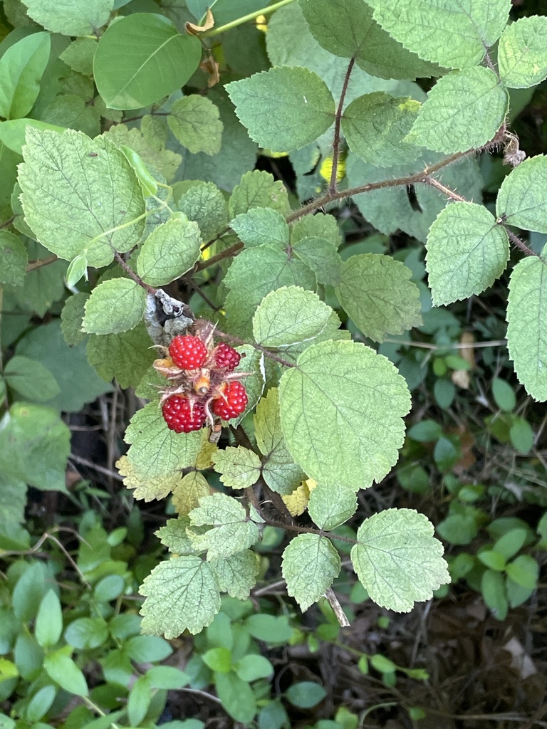wineberry from MD-200 E, Derwood, MD, US on July 23, 2023 at 08:14 AM ...
