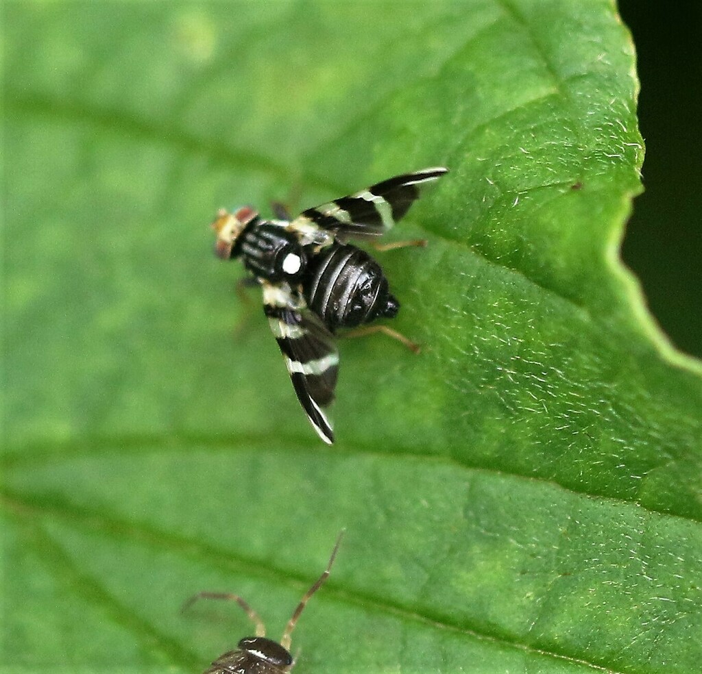 Rhagoletis tabellaria from Prince Edward Island, Canada on July 22 ...