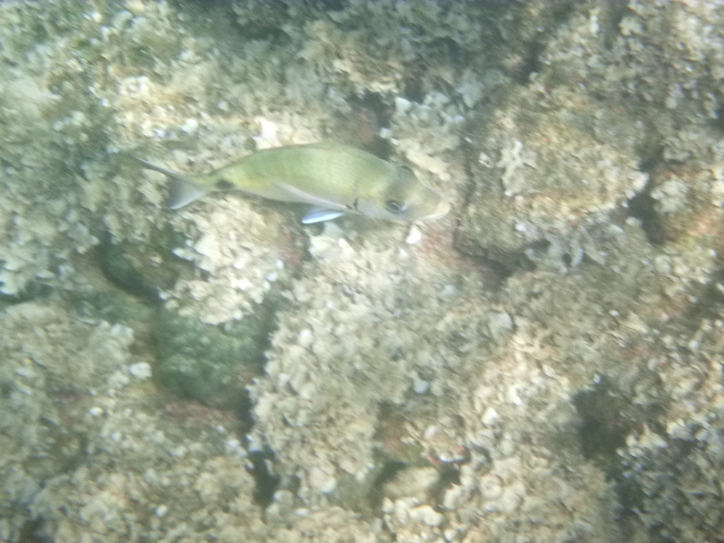 Sargo from Pulj, Hrvaška on August 15, 2020 at 03:28 PM by Tomaz ...