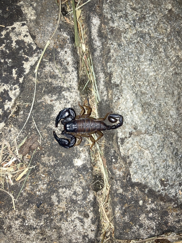 Small Wood-scorpions from Northern Pindos National Park, Spilaion ...