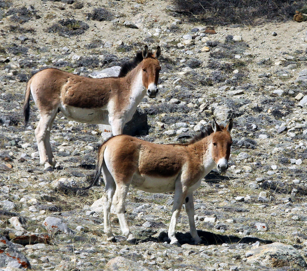 Kiang from Gurudongmar Valley, North Sikkim, India on June 10, 2023 at ...