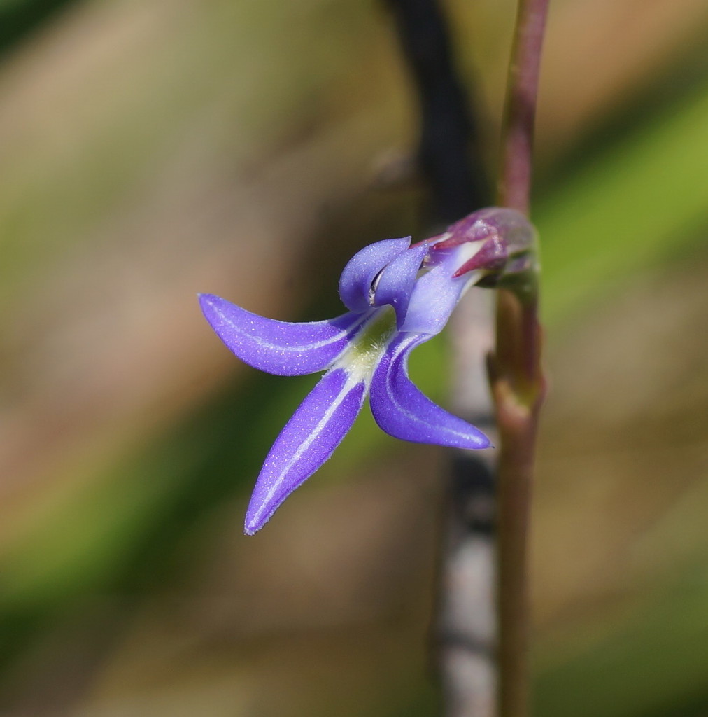 tall lobelia (Logan Bahr's Scrub Flora) · iNaturalist