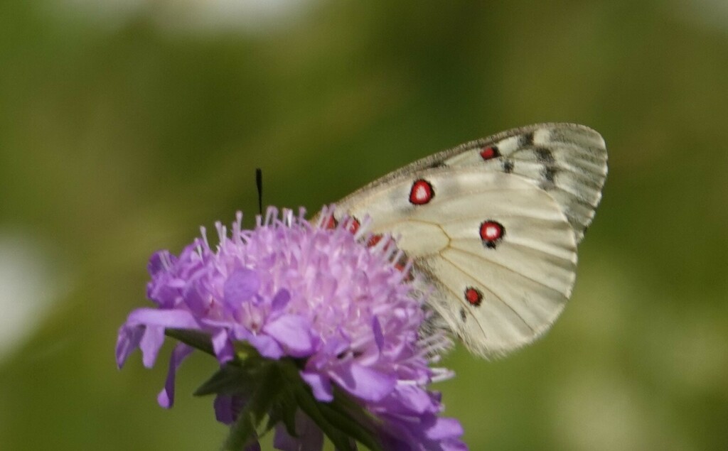 Phoebus Apollo from Imst District, Austria on June 29, 2023 at 03:04 PM ...