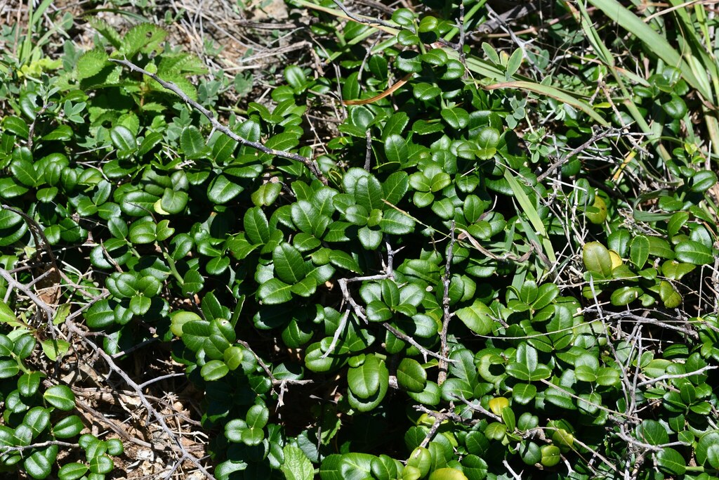 Chinese box-orange in July 2023 by 艸目伊 · iNaturalist