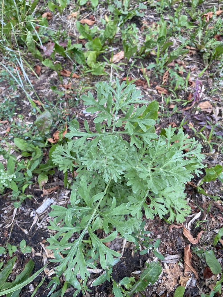 absinthe wormwood from Minsk, BY-MI, BY on July 23, 2023 at 04:56 PM by ...