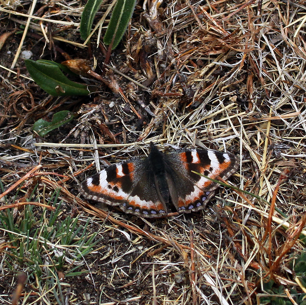 Ladakh Tortoiseshell from Gurudongmar Lake, North Sikkim, India on June ...