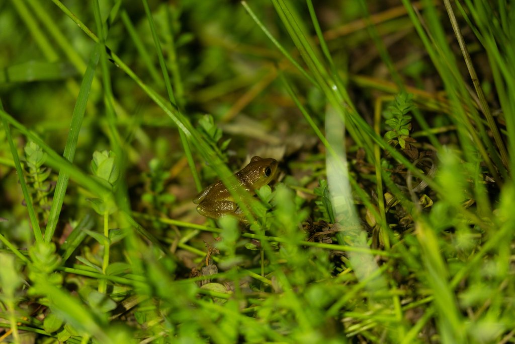 Variable Reed Frog from Rumphi, Malawi on February 8, 2023 at 04:39 PM ...