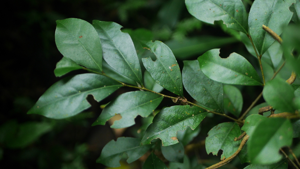 Common Glochidion from 台灣新竹縣 on July 23, 2023 at 10:58 AM by 博甫 ...