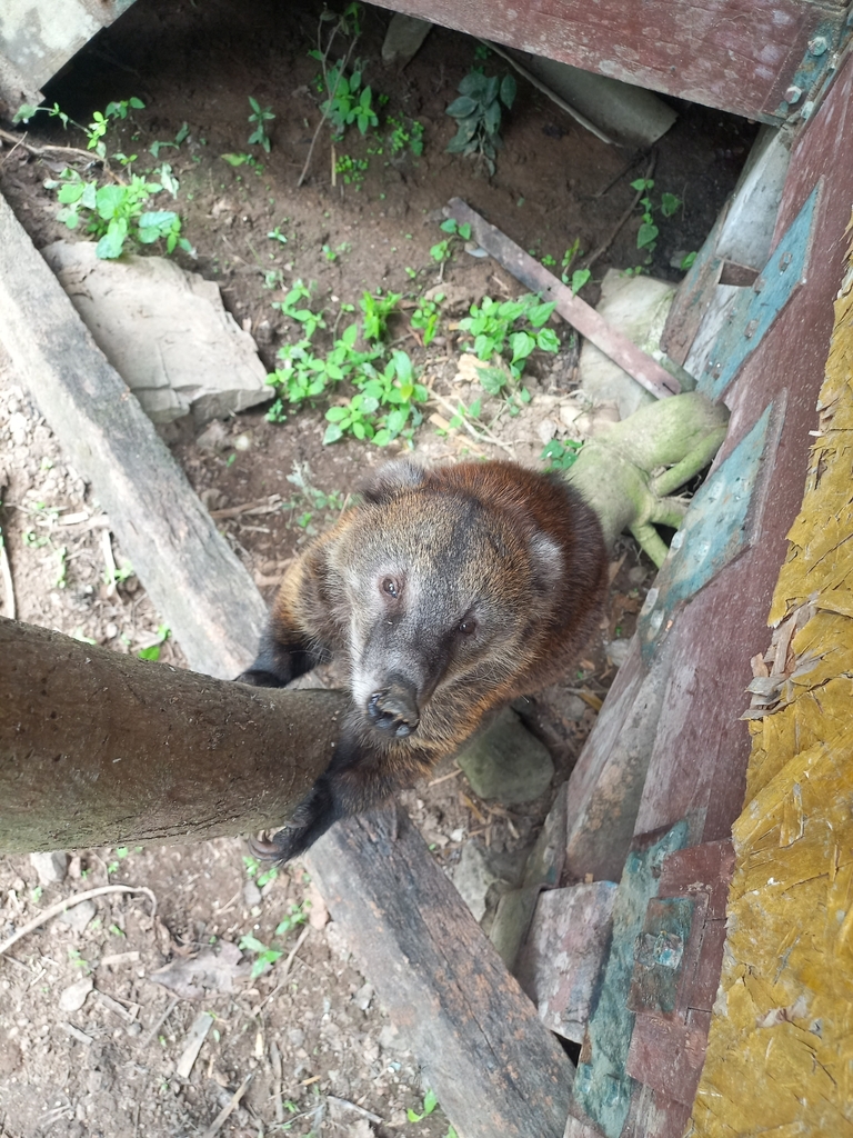 South American Coati from 24350, Perú on July 16, 2023 at 01:47 PM by ...