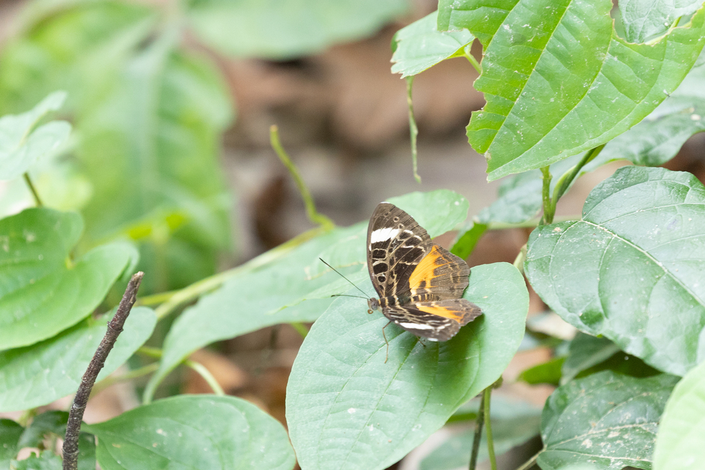 Catuna sikorana from Nkhata Bay, Malawi on February 6, 2023 at 04:39 PM ...