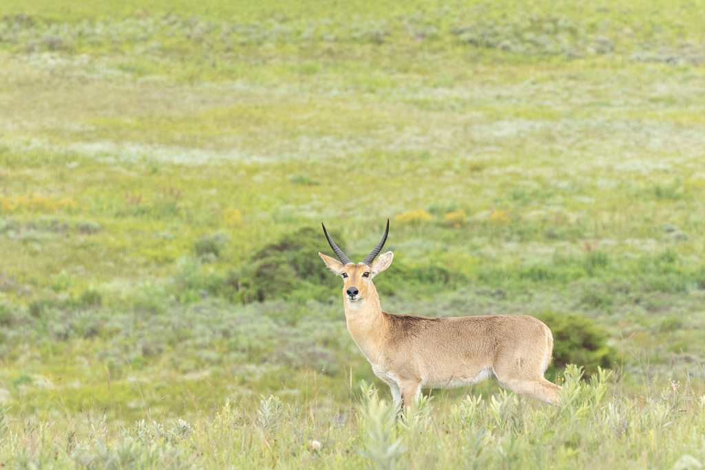 Northern Common Reedbuck from Rumphi, Malawi on February 07, 2023 at 04 ...