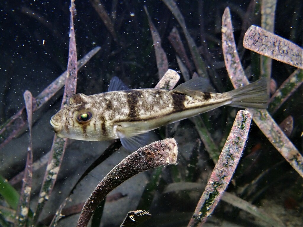 Weeping Toadfish from Woodman Point groyne, Coogee, WA, Australia on ...