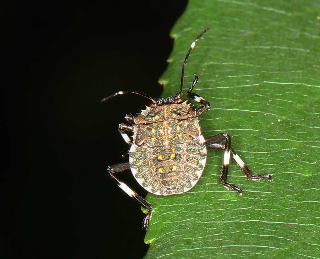 Brown Marmorated Stink Bug from Browns Mills, Pemberton Township, NJ ...