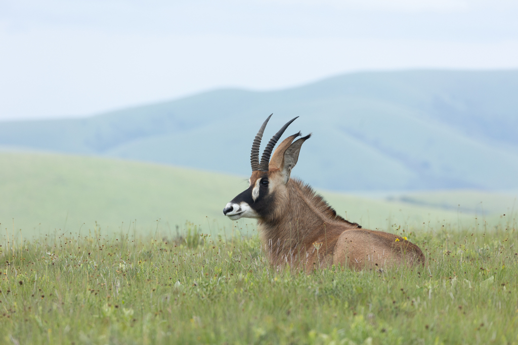 Southern Roan Antelope from Rumphi, Malawi on February 8, 2023 at 04:39 ...
