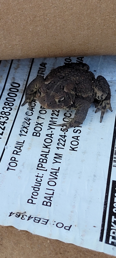 American Toad from Québec City, QC G2B 0J7, Canada on July 20, 2023 at ...