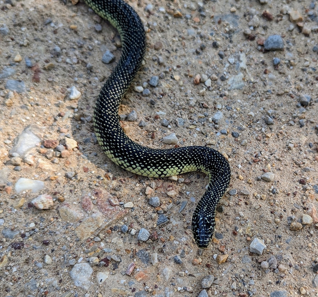 Speckled Kingsnake from Sherrill Township, MO, USA on July 23, 2023 at ...