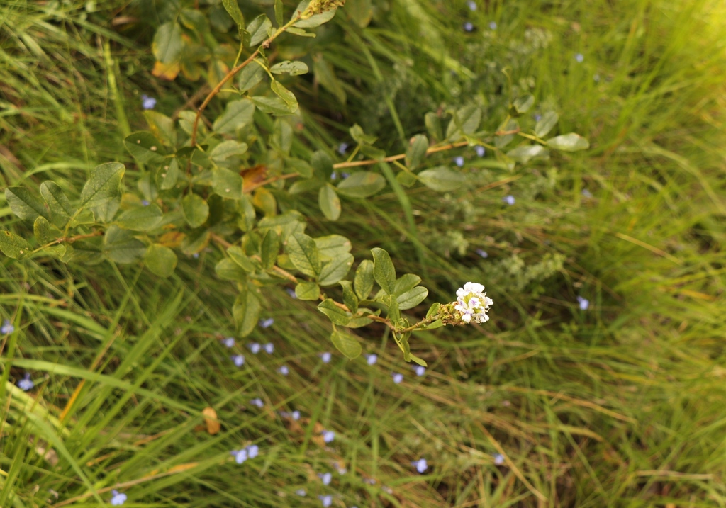 Psoralea fumea from Tugela Gorge Trail, Royal Natal National Park on ...