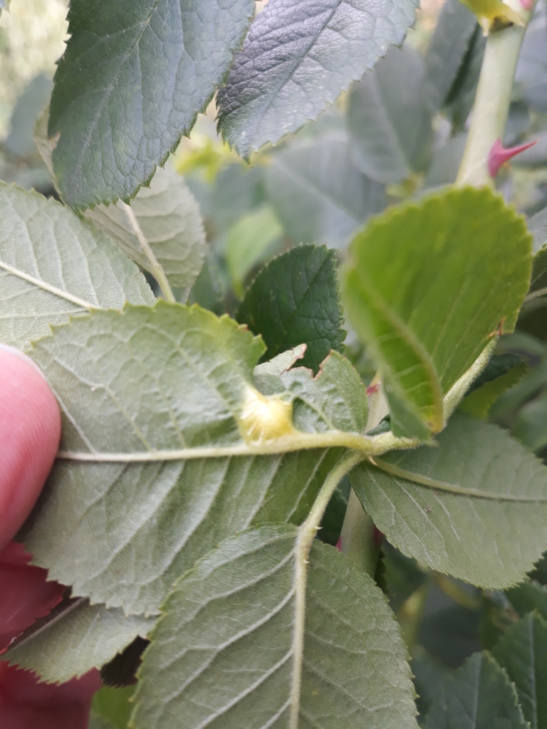 Gall Wasps and Allies from Uxbridge UB8 3PH, UK on July 23, 2023 at 04: ...