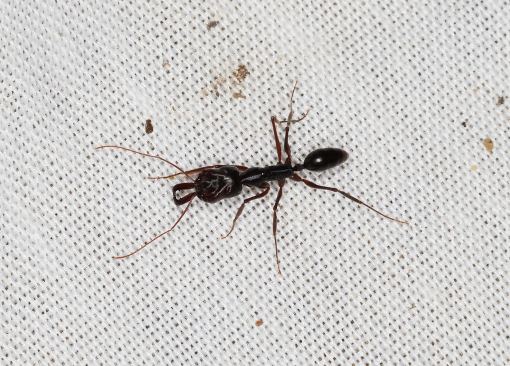 Rixosus-group Trap-jaw Ants from The Peak, Hong Kong on July 22, 2023 ...